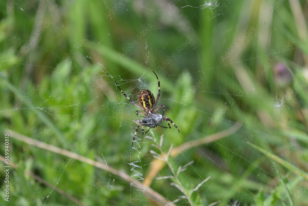 Tiger or wasp spider with prey in web Stock Photo | Adobe Stock