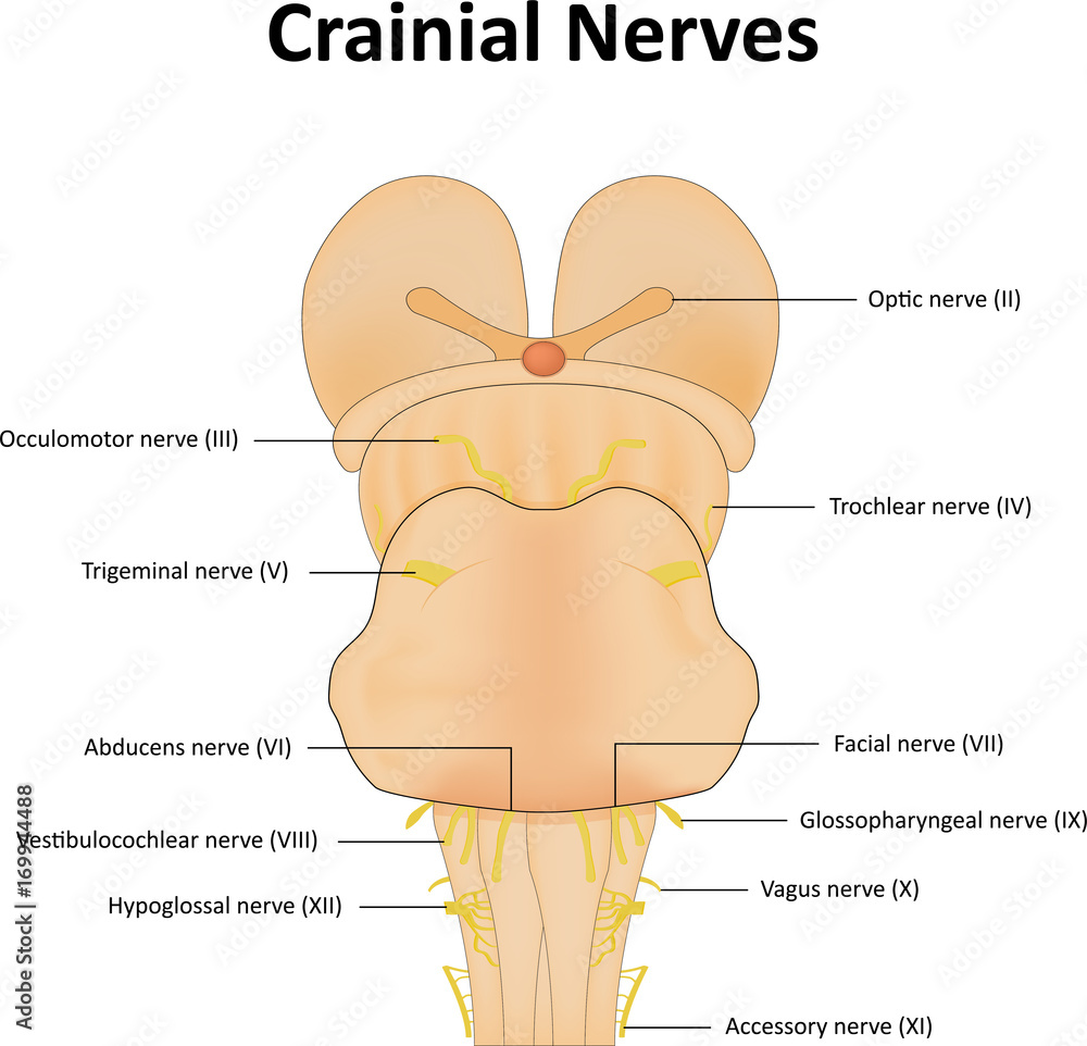 Cranial Nerves Labeled Diagram ilustração do Stock | Adobe Stock