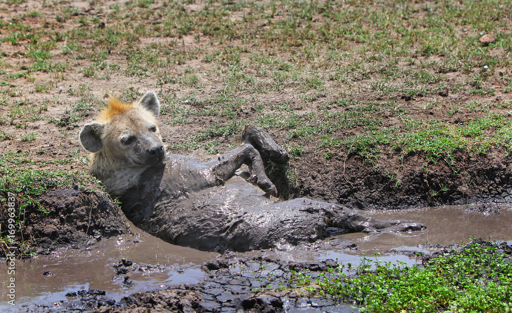 Spotted Hyena (Crocuta crocuta) wallowing in a pool of mud. It is ...