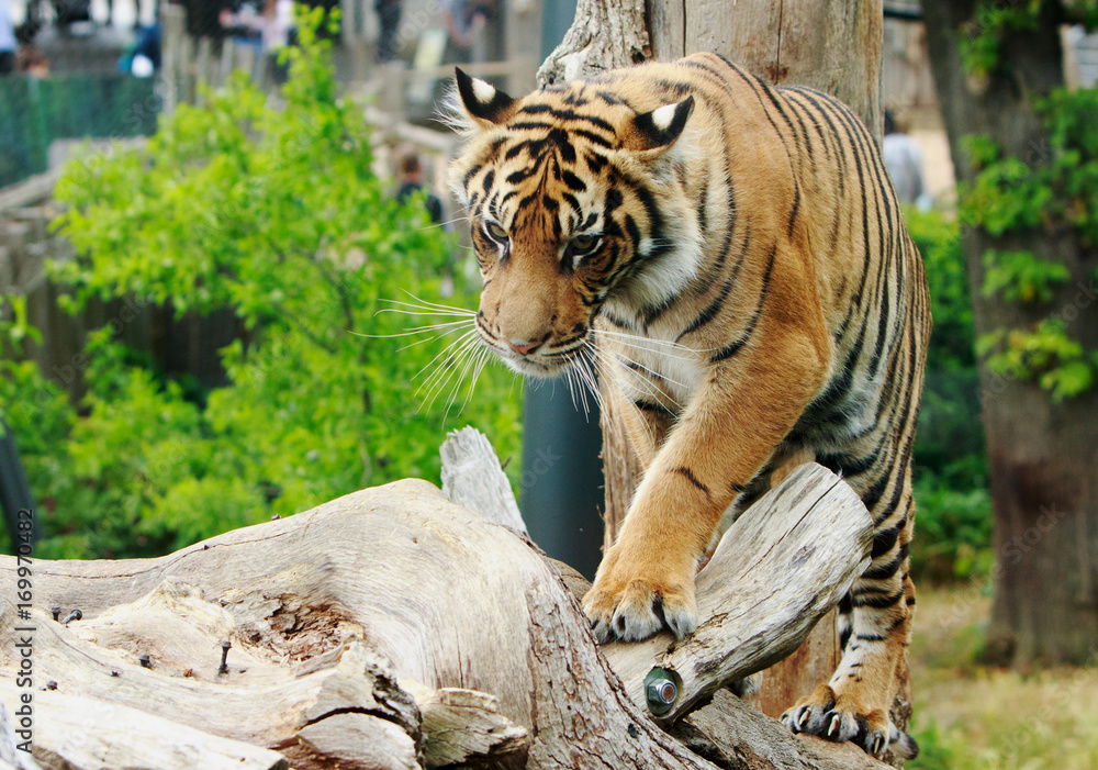 Tiger Climbing Up
