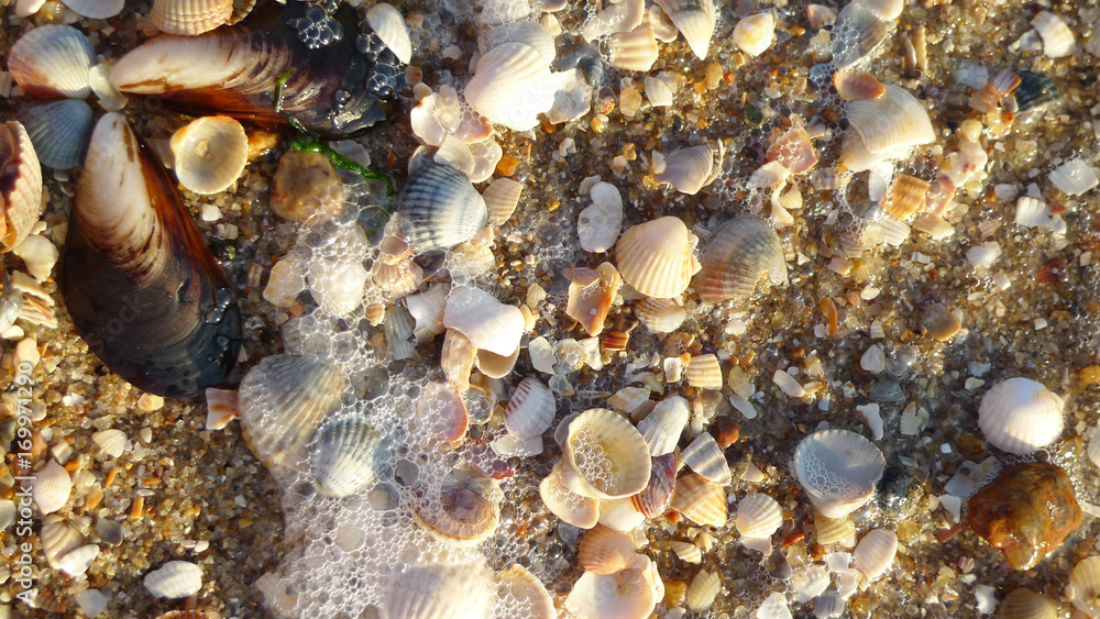 Banner, poster, pattern with seashells on sand at a summer beach. Sea ...