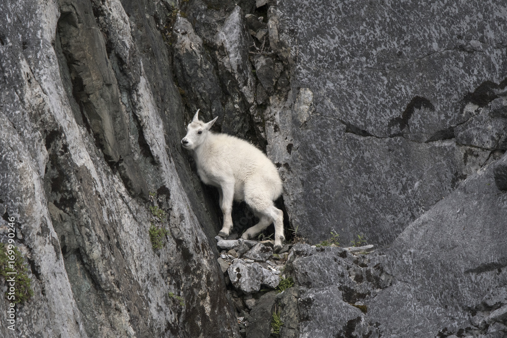 Mountain Goat On Cliff