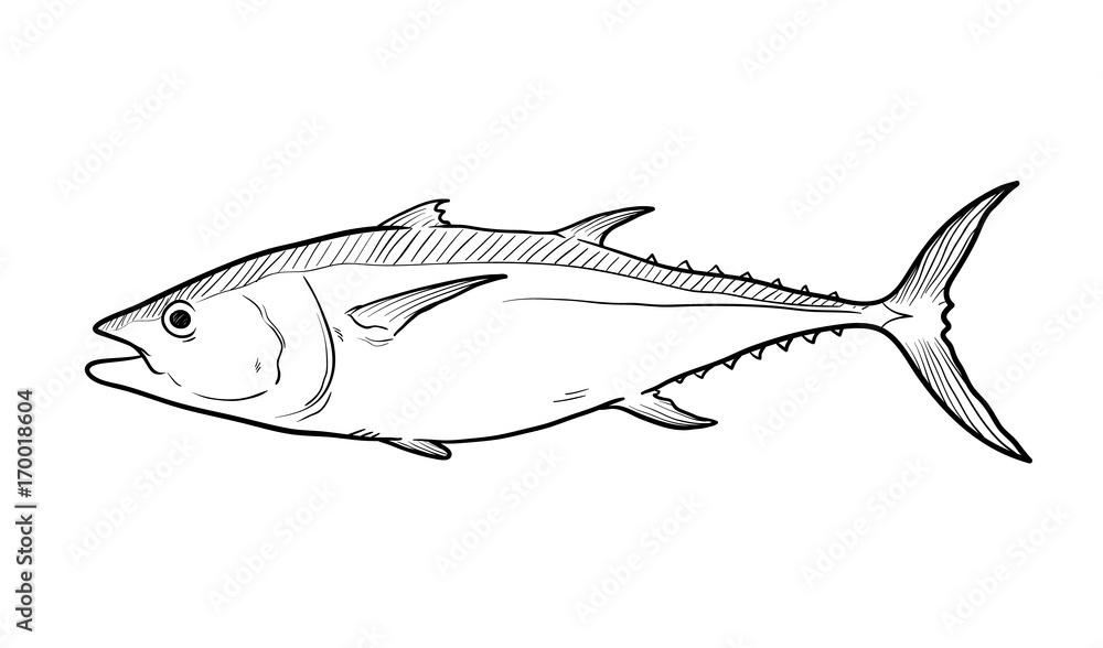 Tuna Fish Sketch Illustration, a hand drawn vector doodle illustration ... Tuna Fish Sketch Illustration, a hand drawn vector doodle illustration ...