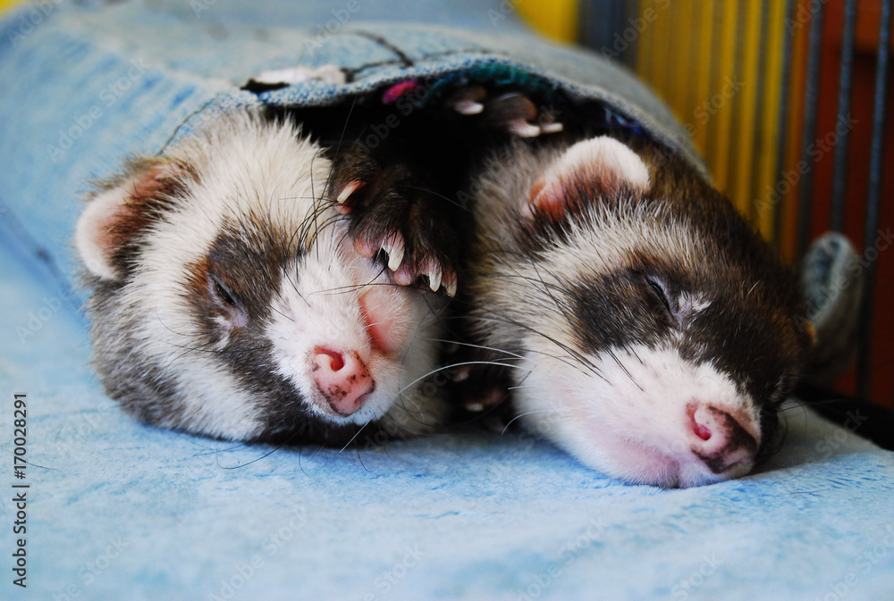 Ferrets Cuddling