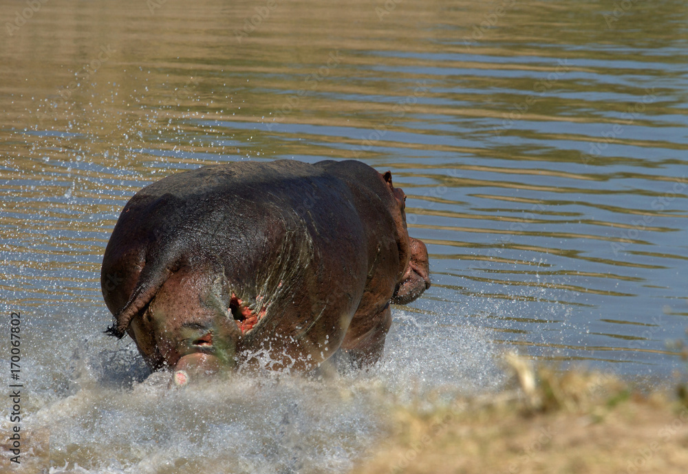 Large Hippo running into the water, with a big open wound in hind leg ...