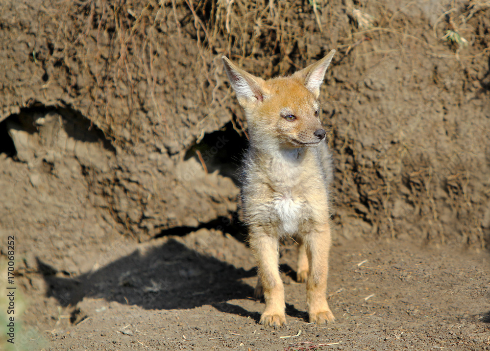 Cute Baby Jackal