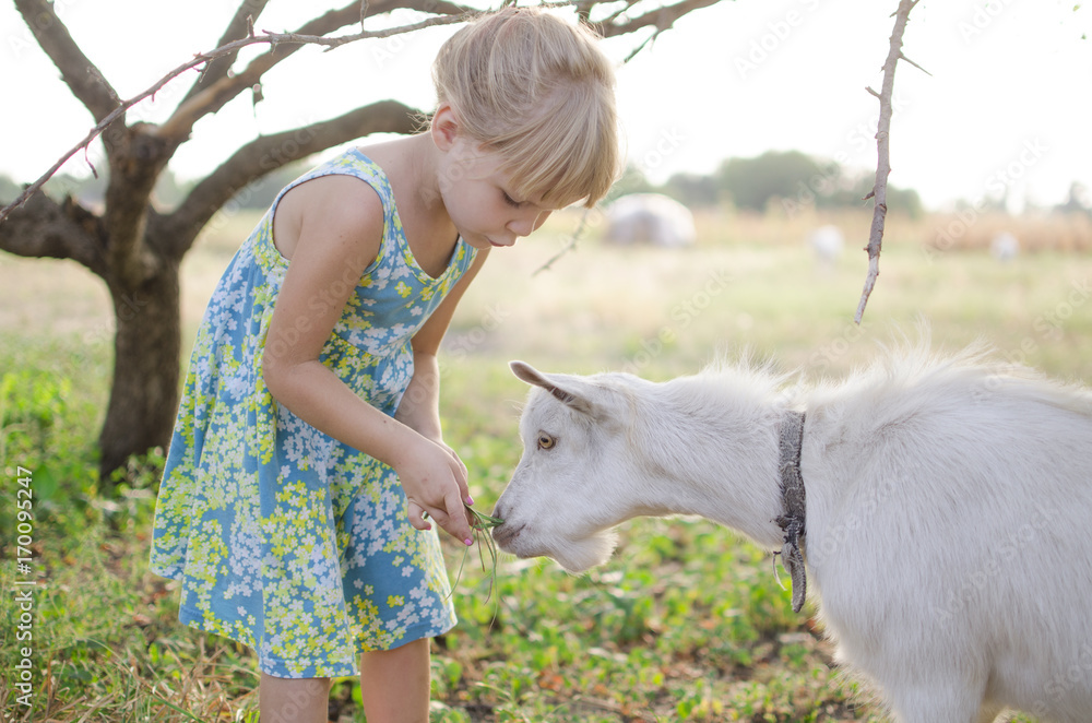 Little blond girl with goat on the pasture. Four year old lady with ...