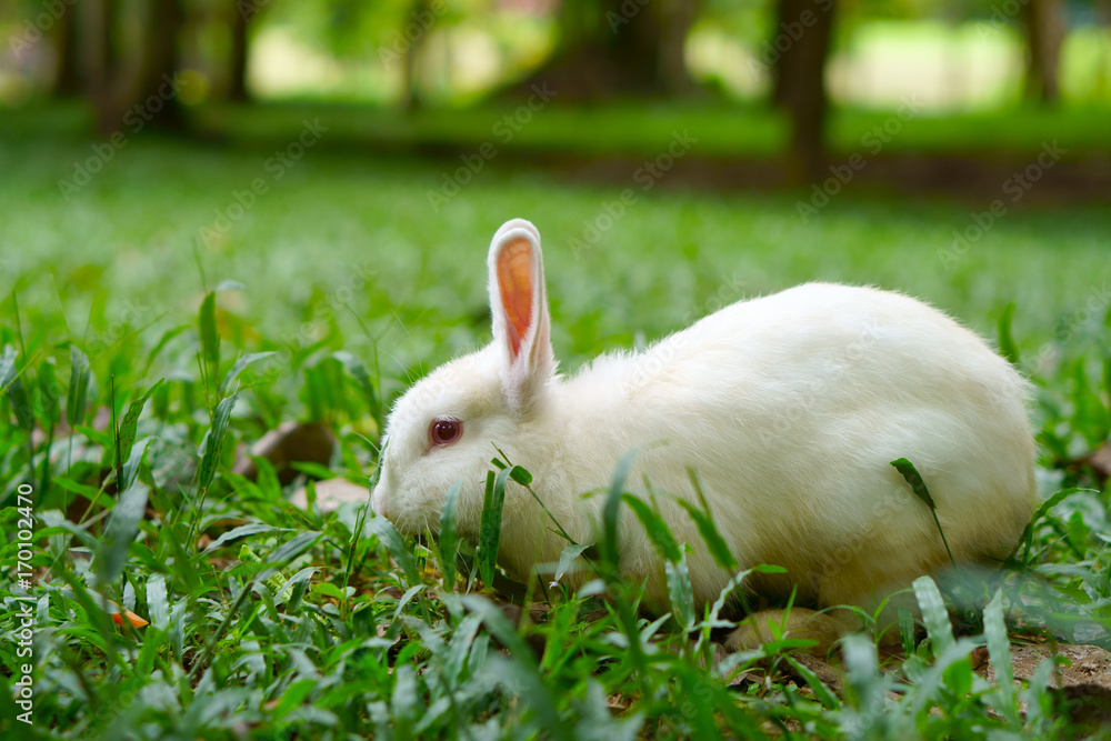 Wild White Rabbits