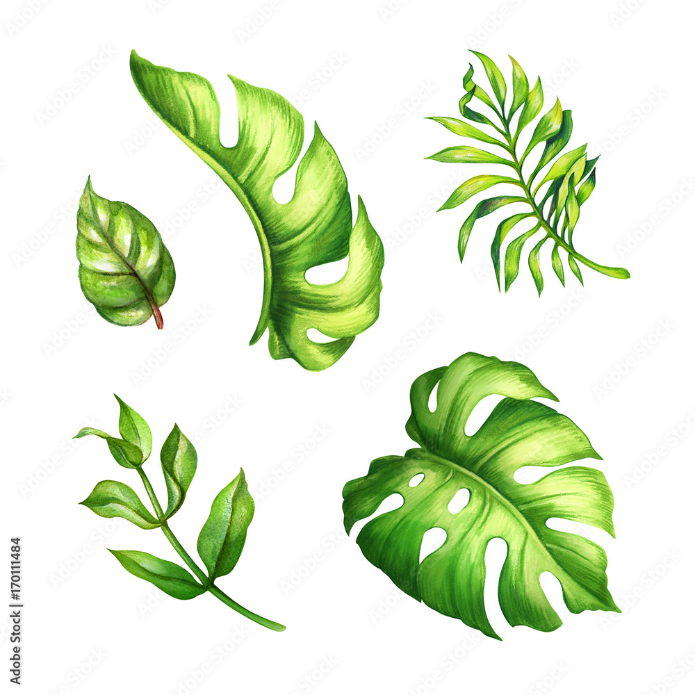Jungle Leaves Clip Art