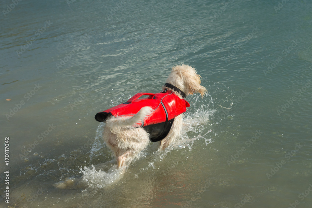 Brave lifeguard dog spinone italiano in a red lifejacket jumps in water ...