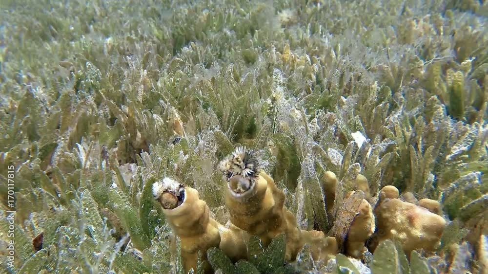 Vídeo do Stock: Christmas Tree Worm. Picture of beautiful underwater ...