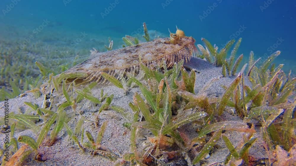 Moses Sole Fish. Picture of underwater moses sole flounder fish laying ...