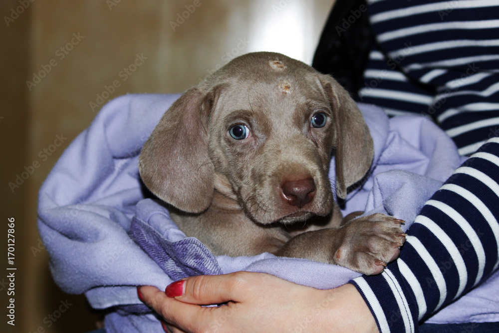 a weimaraner puppy with blue eyes. dermatological problems of allergic ...