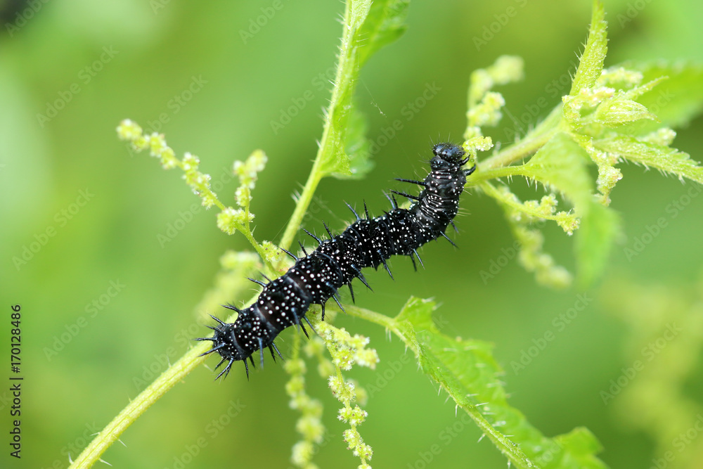 Tagpfauenauge Raupe Stock Photo | Adobe Stock