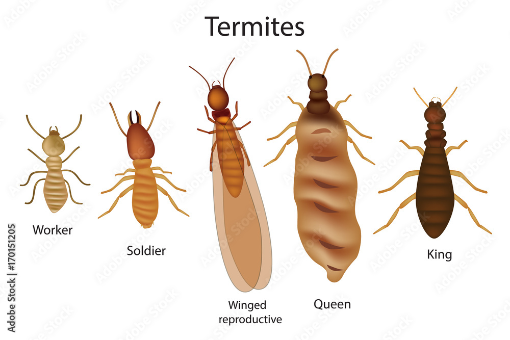 TERMITE CASTE SYSTEM. Stock Vector | Adobe Stock