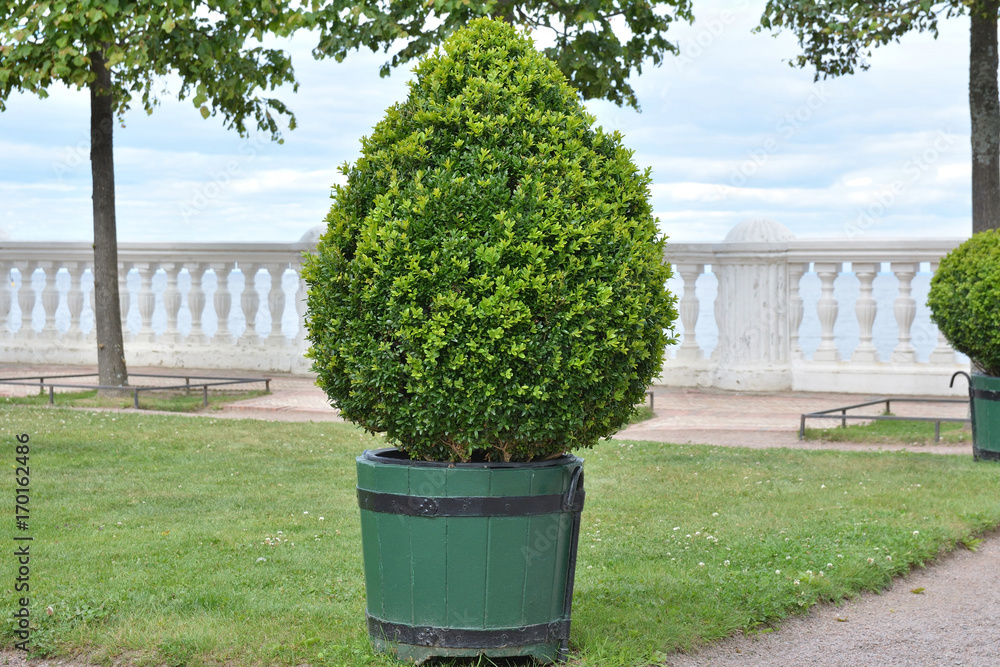 Decorative green tree trimmed in the shape of a drop stands in a tub on ...