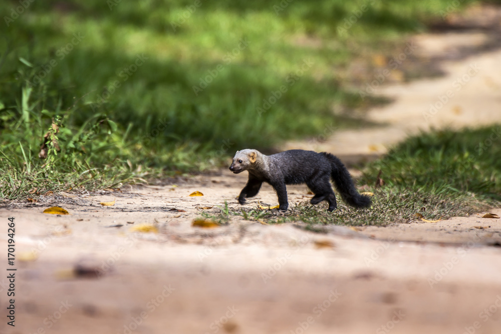 Irara (Eira barbara) | Tayra photographed in Linhares, Espírito Santo ...