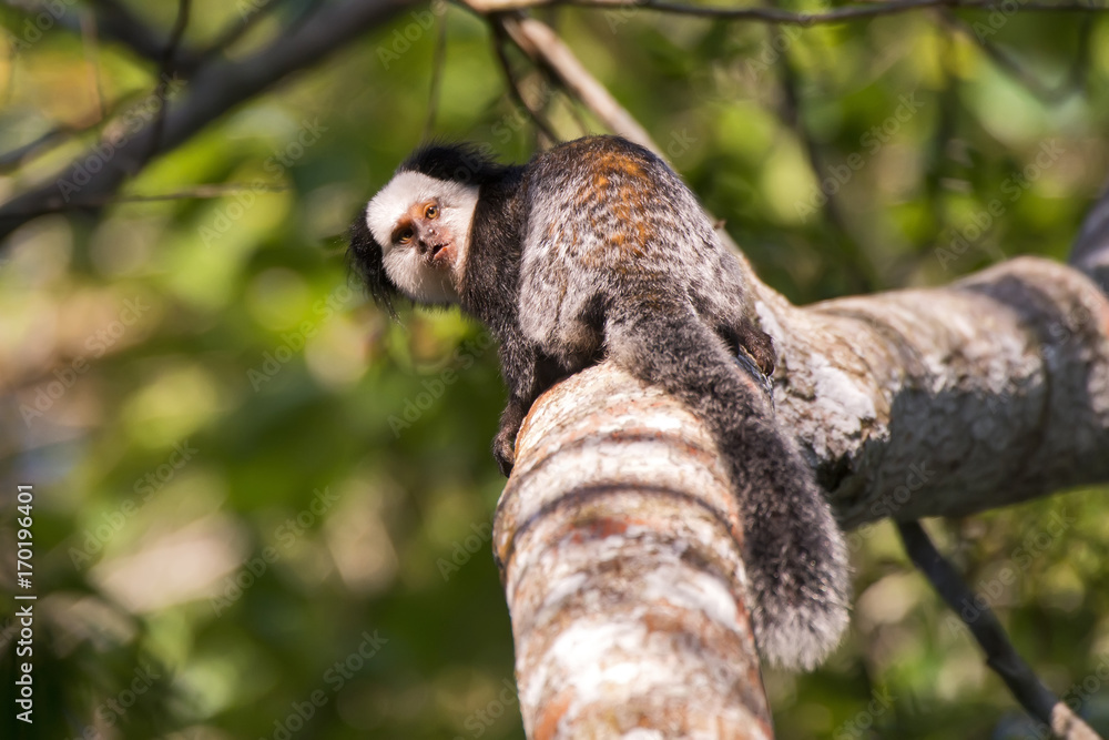 Sagui-de-cara-branca (Callithrix geoffroyi) | White-headed marmoset ...