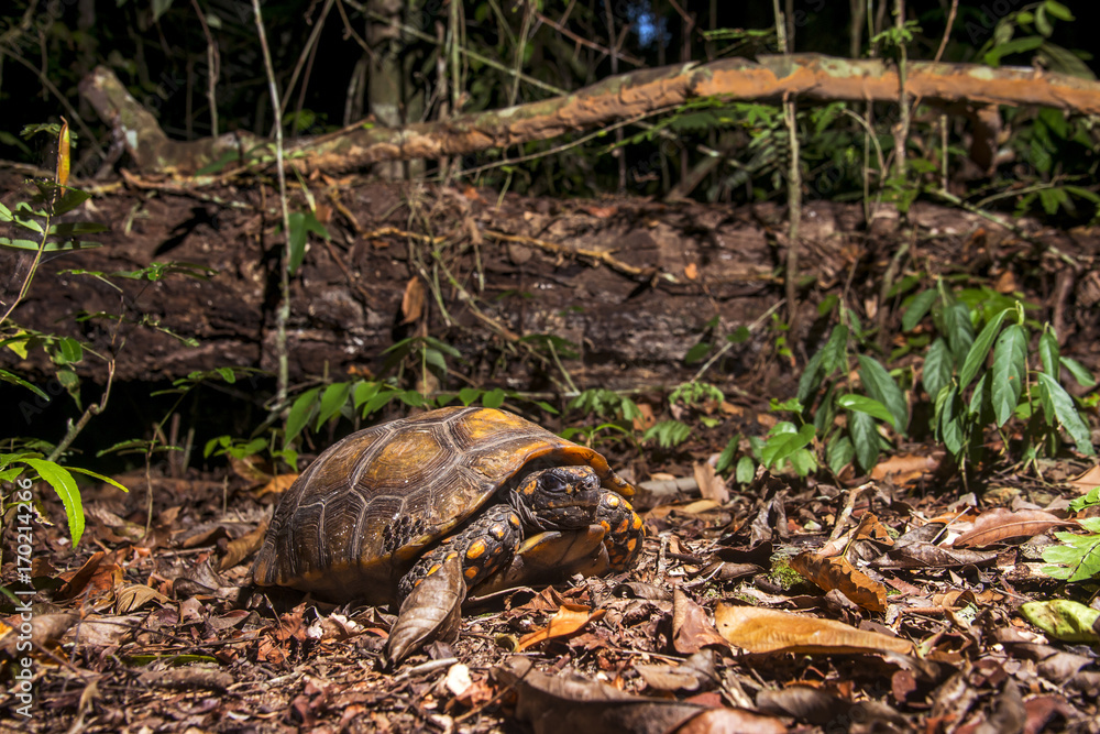 Jabuti-tinga (Chelonoidis denticulata) | Yellow-footed tortoise ...