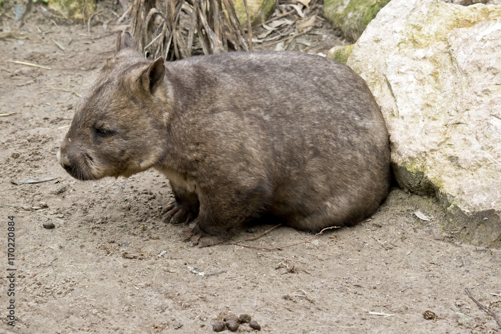 wombat Stock Photo | Adobe Stock