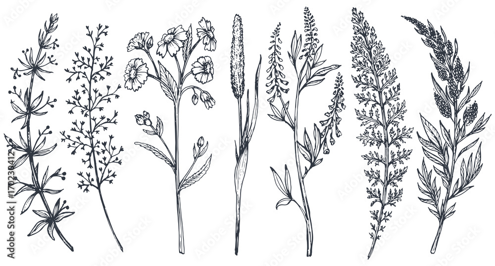 Hand drawn wildflowers and herbs vector set Stock Vector | Adobe Stock