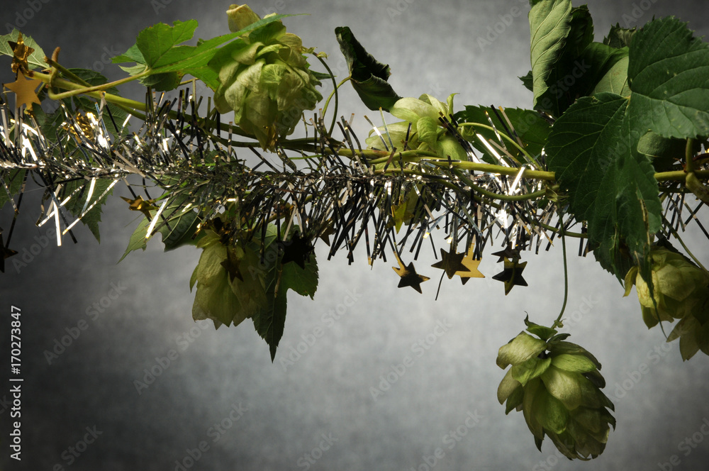 Humulus lupulus Hops Echter Hopfen Luppolo Lúpulo Chmiel zwyczajny ...