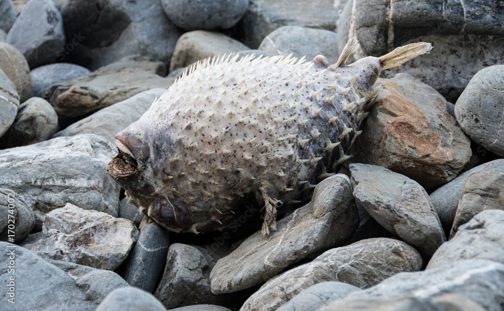 Bloated puffer fish lying dead on rocky shore Stock Photo | Adobe Stock
