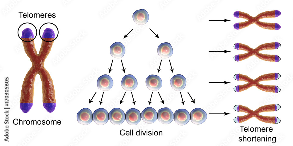 Telomere shortening with each round of cell division, conceptual 3D ...