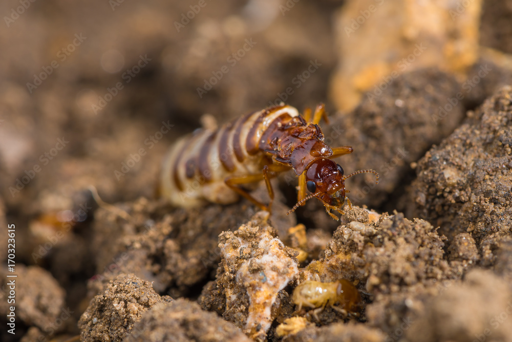 Schedorhinotermes queen termite sit on her nest. Stock Photo | Adobe Stock