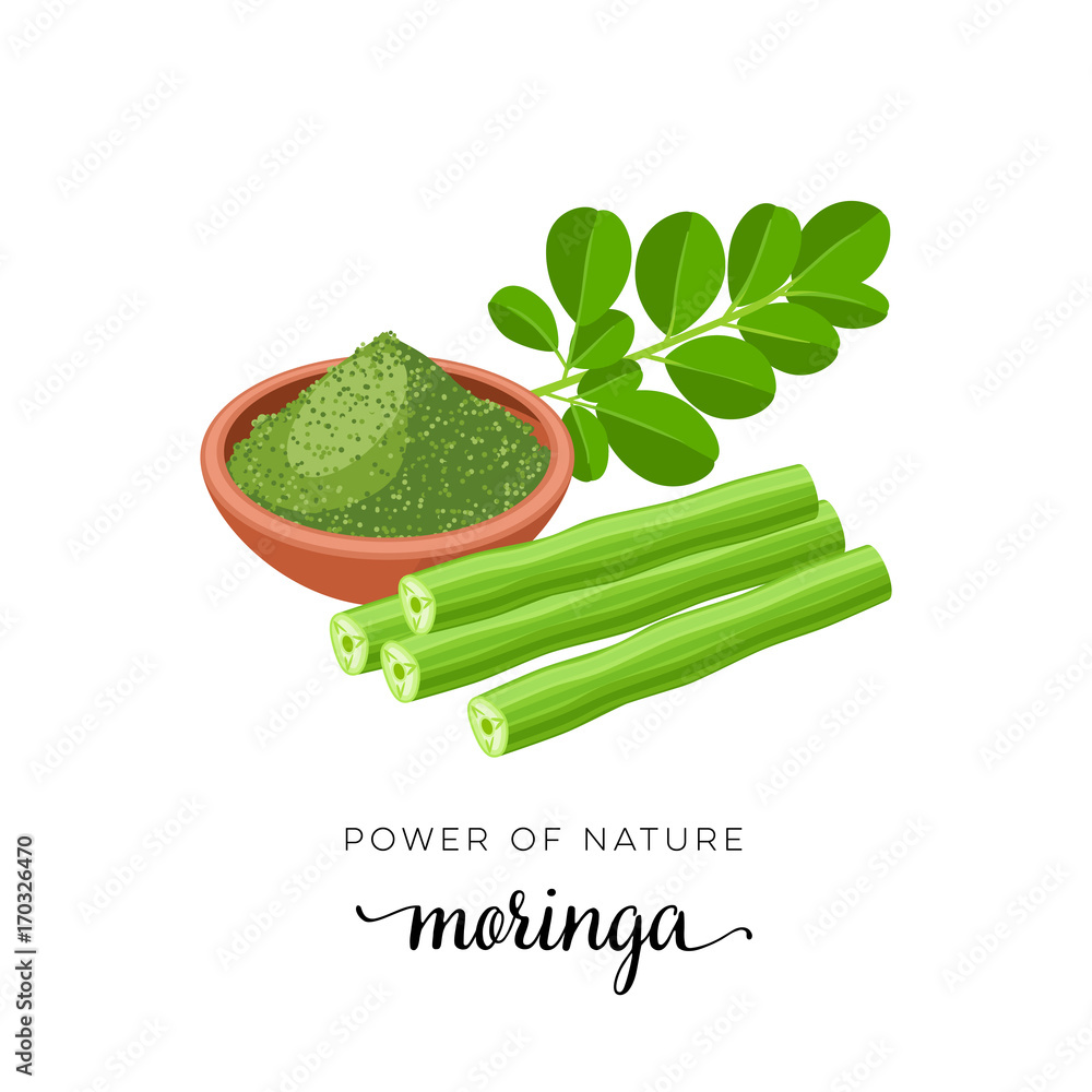 Superfood fruit. Moringa, twig with leaves, powder. Vector illustration ...