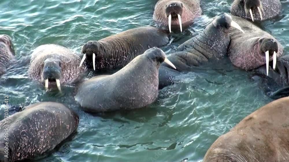 Group of walruses rest in water of Arctic Ocean on New Earth in Russia. Unique landscape of ...