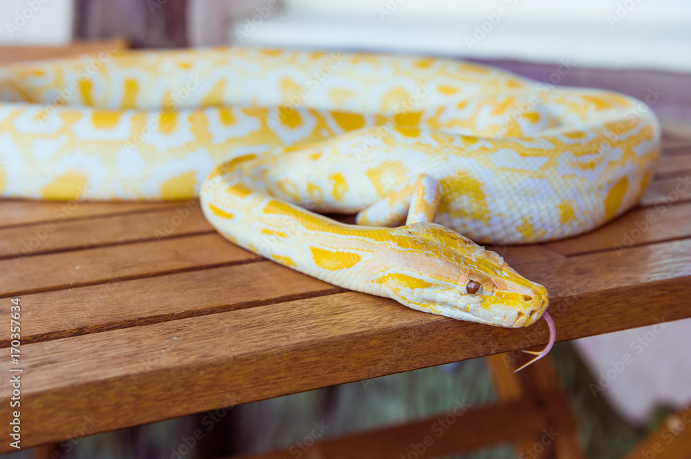 Yellow Albino Snake