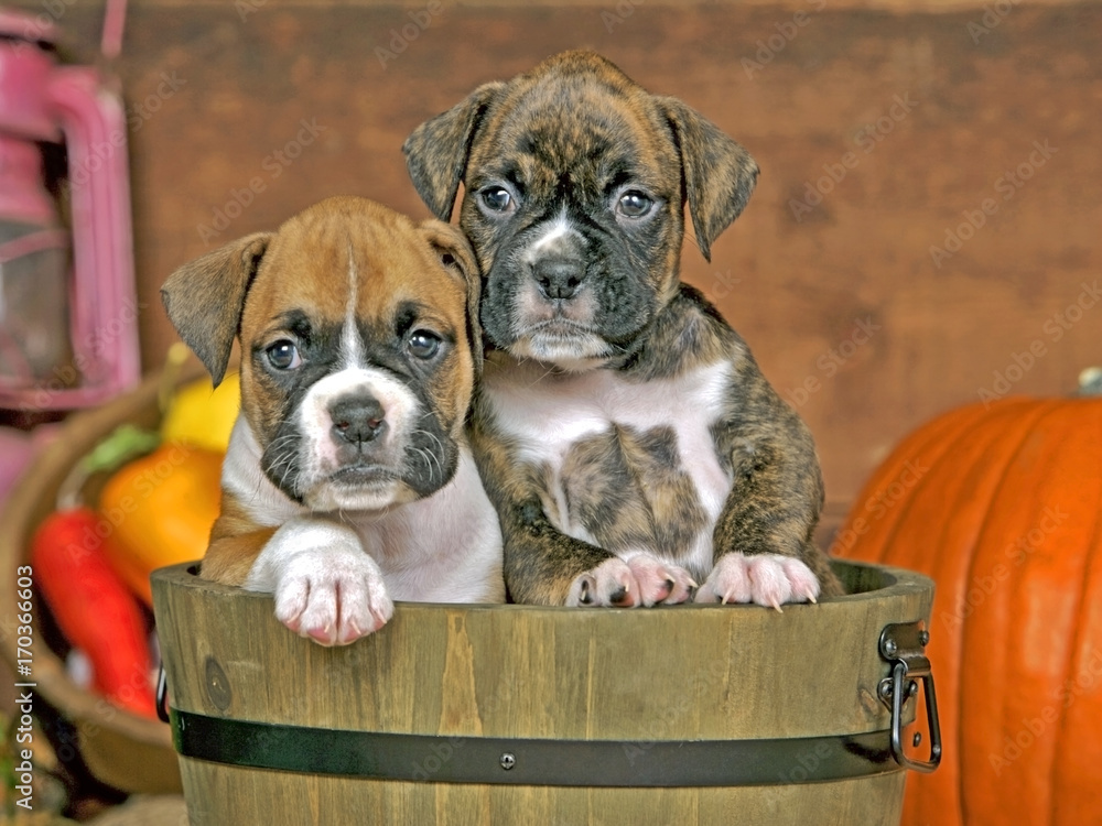 Cute Fawn Boxer Puppies