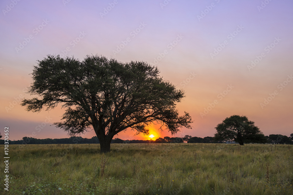Pampas Landscape Stock Photo | Adobe Stock