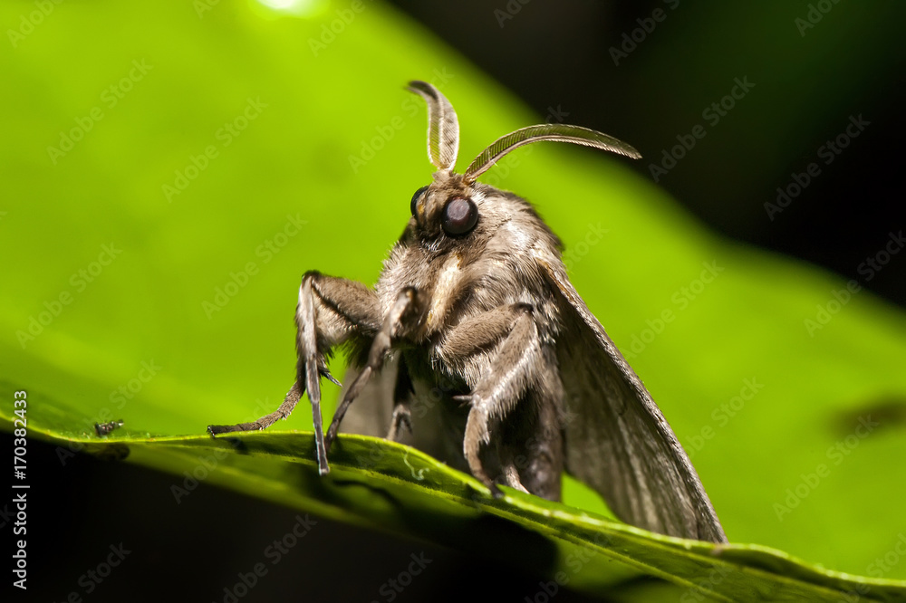 Mariposa (Lepidoptera) | Moth photographed at the Cupido e Refúgio Farm ...