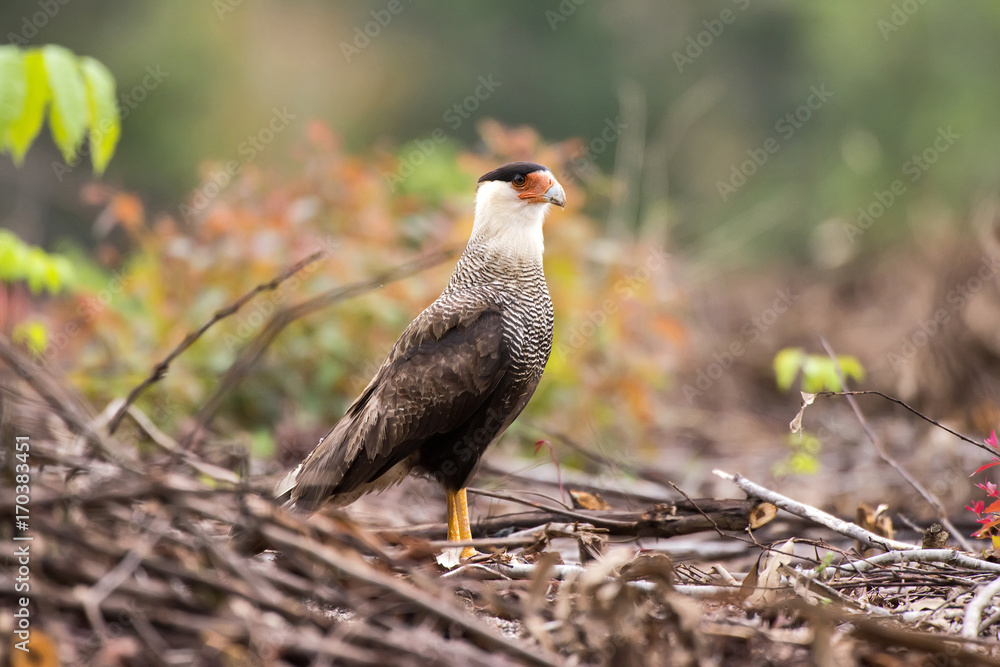 Carcará (Caracara plancus) | Southern Crested Caracara photographed at ...