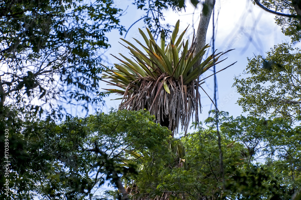 Bromélia-gigante (Vriesea gigantea) | Giant Vriesea photographed in ...