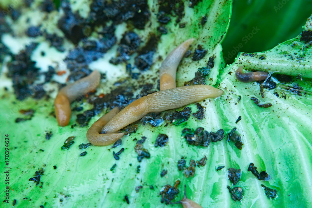 Group of slugs eating in the garden. Spanish slug (Arion vulgaris ...