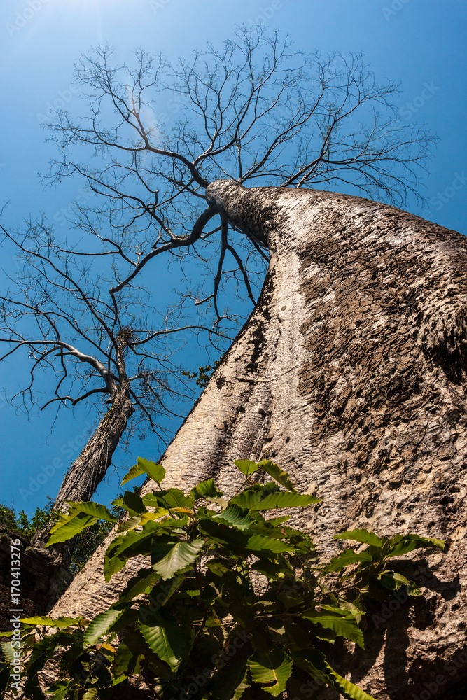Huge beautiful kapok tree at Ta Prohm, ancient khmer Buddhist temple in ...