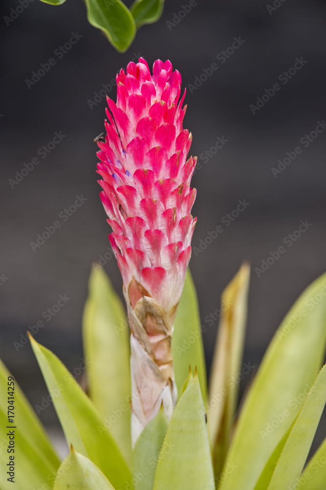 Bromélia-quesneliana (Quesnelia quesneliana) | Bromeliad photographed ...
