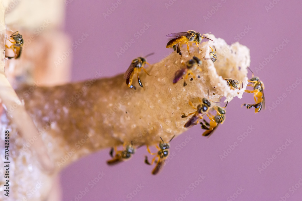 Abelha Jataí (Tetragonisca angustula) | Yataí bee photographed in Muqui ...