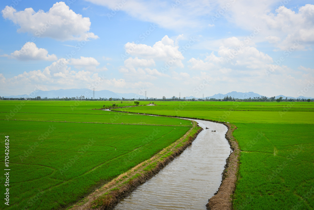Rice field in Mekong Delta, Southern Vietnam Stock Photo | Adobe Stock