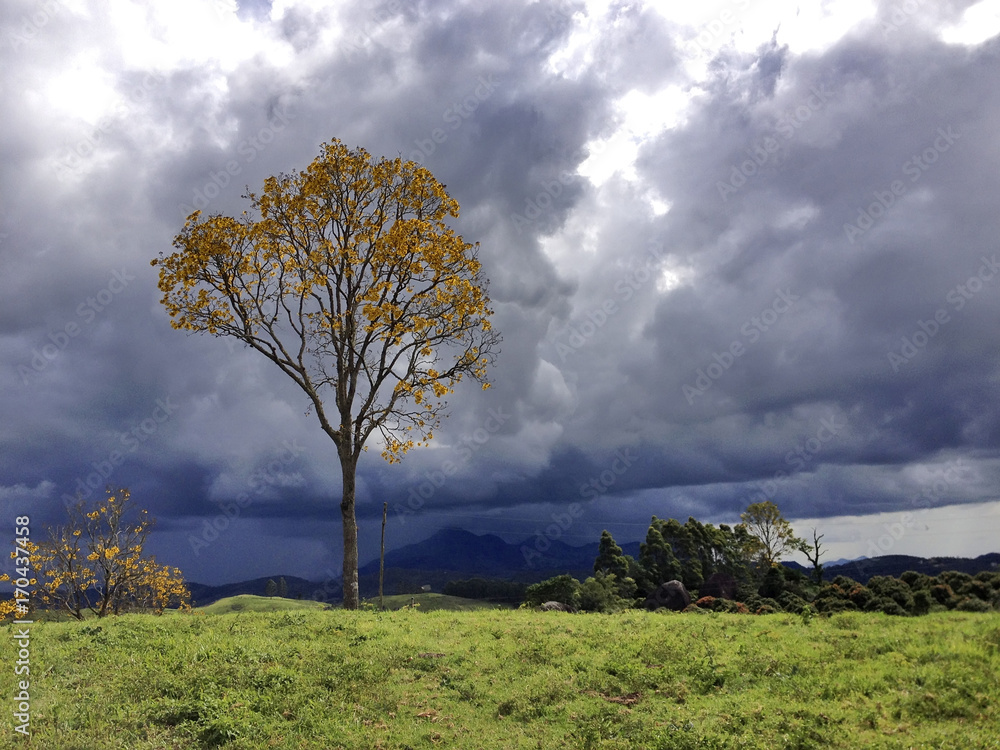 Ipê-amarelo (Tabebuia alba) | Yellow Ipê in Pedra Azul, Espírito Santo ...