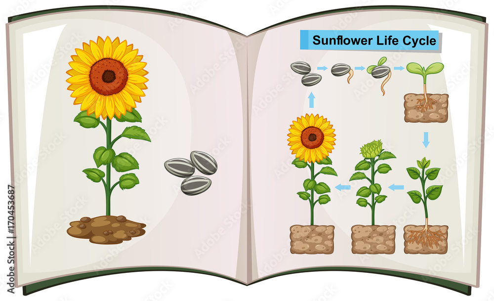 Book showing diagram of sunflower life cycle Stock Vector | Adobe Stock