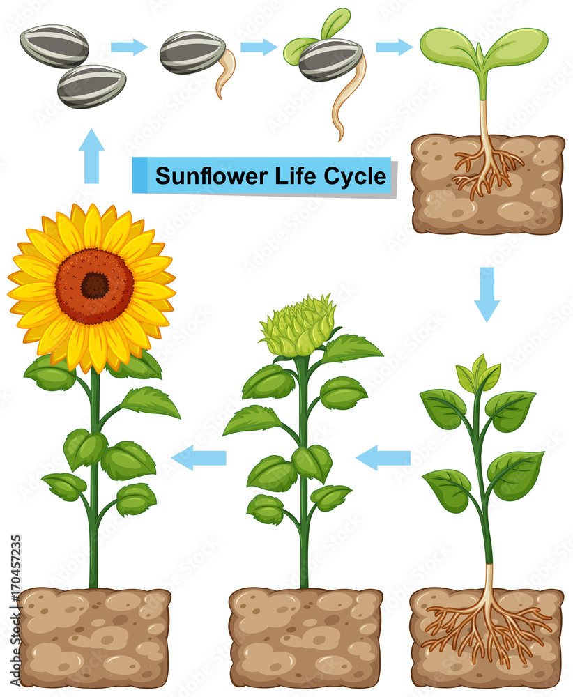 Life cycle of sunflower plant Stock Vector | Adobe Stock