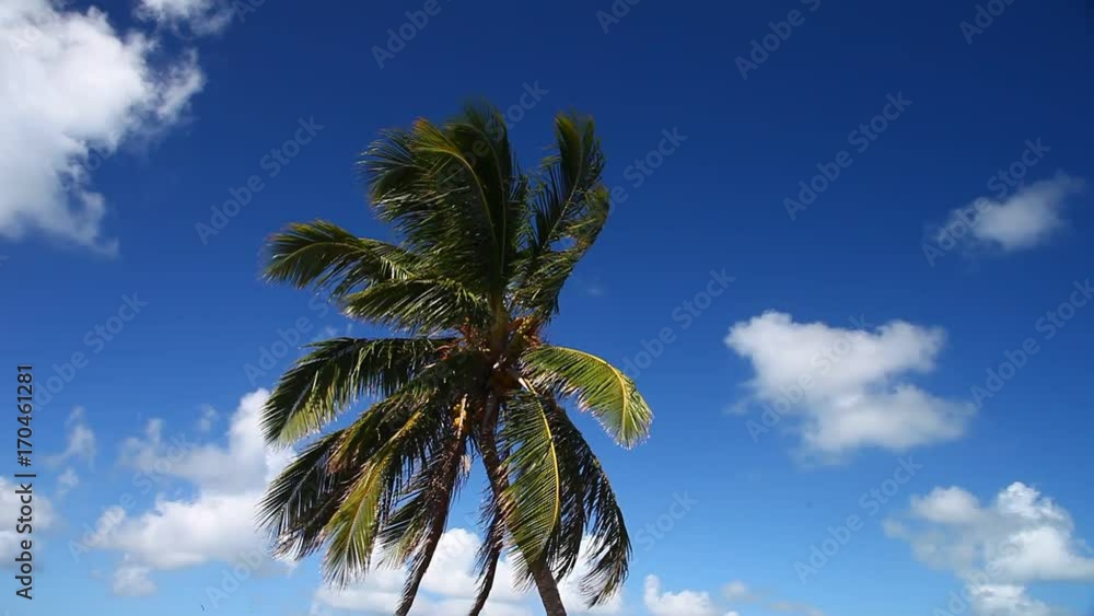 This is a video of a plam tree in the Florida keys. The plam is blowing ...