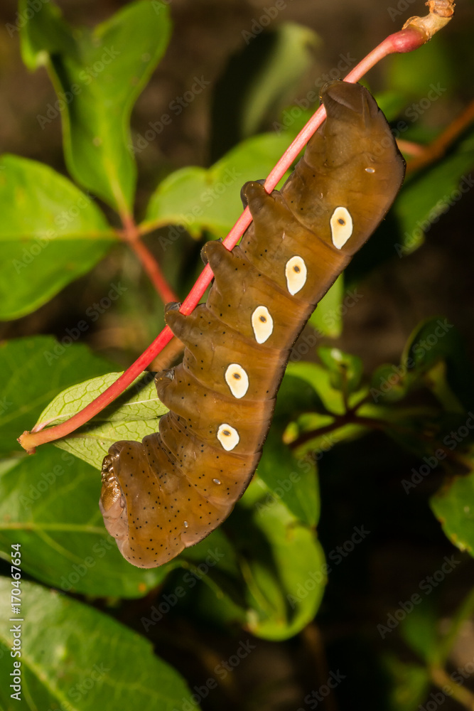 Pandora Sphinx Moth Larva Stock Photo | Adobe Stock