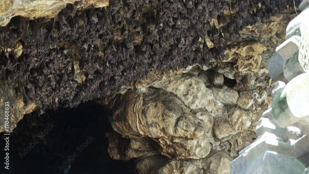 Mouse Bats on the cave arch in Pura Goa Lawah (bat cave temple). The ...