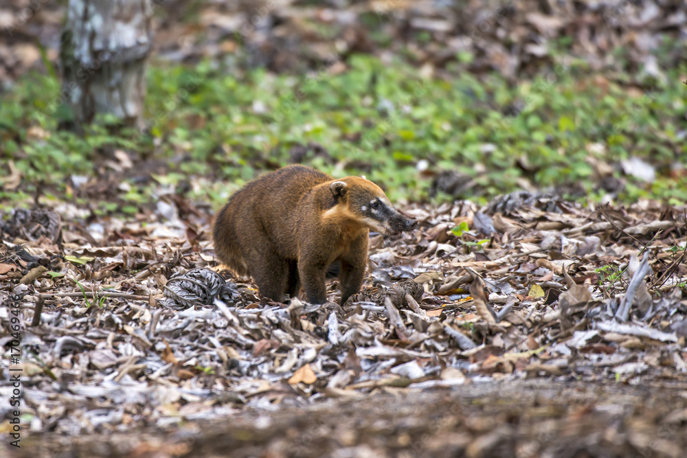 Quati-de-cauda-anelada (Nasua nasua) | South American coati, or ring ...