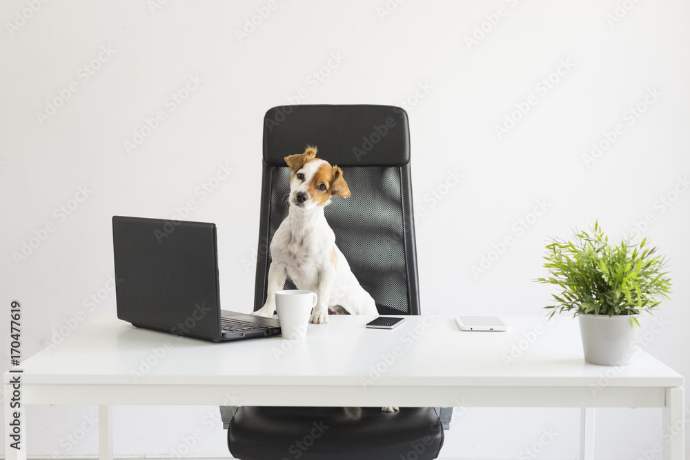 cute happy young dog working on laptop at the office. pets indoors ...